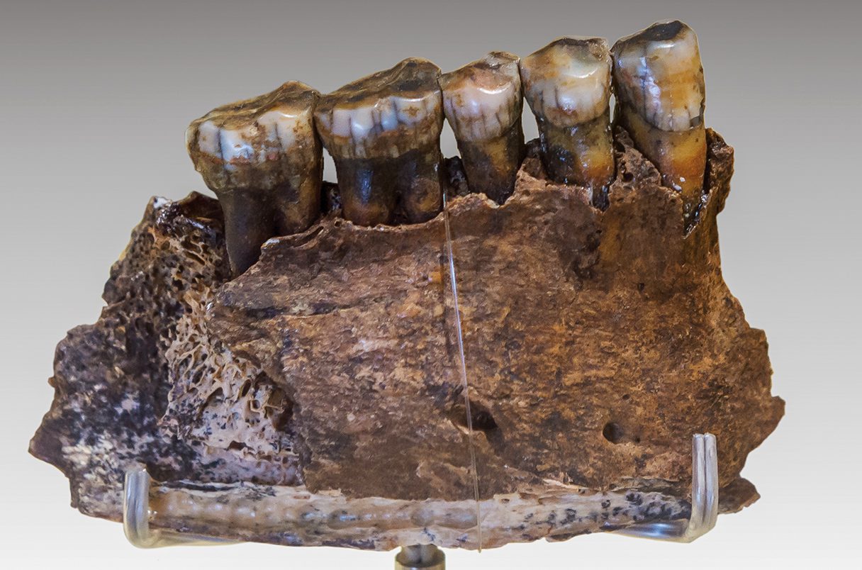 DNA from Ancient Bones Reveals How Indigenous Americans Got Their Mucus ...